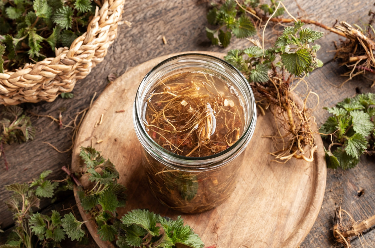 Spotlight on Nutrient-Rich Stinging Nettle Root – Supplement Solutions